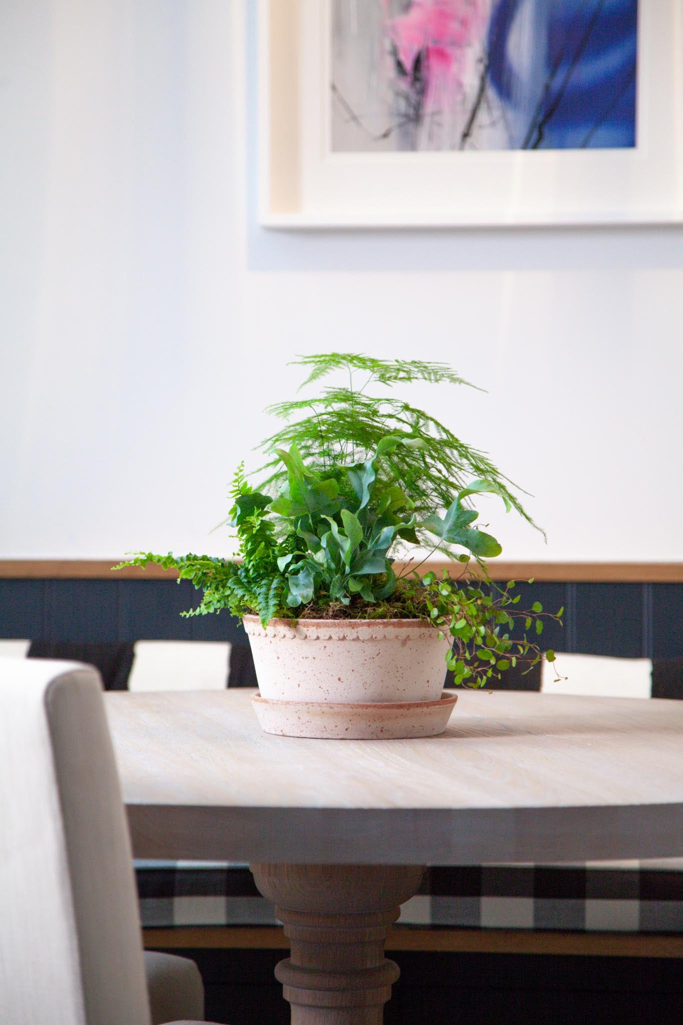 Fern Planter Kit - Soto Gardens