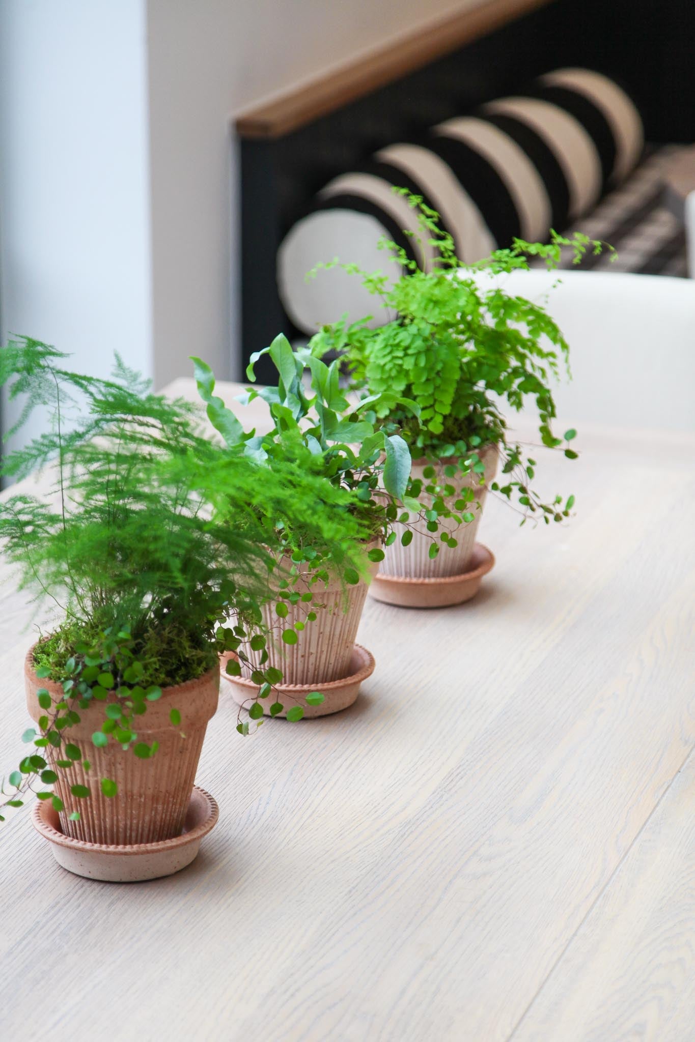 Trio of Ferns Pot Kit - Soto Gardens