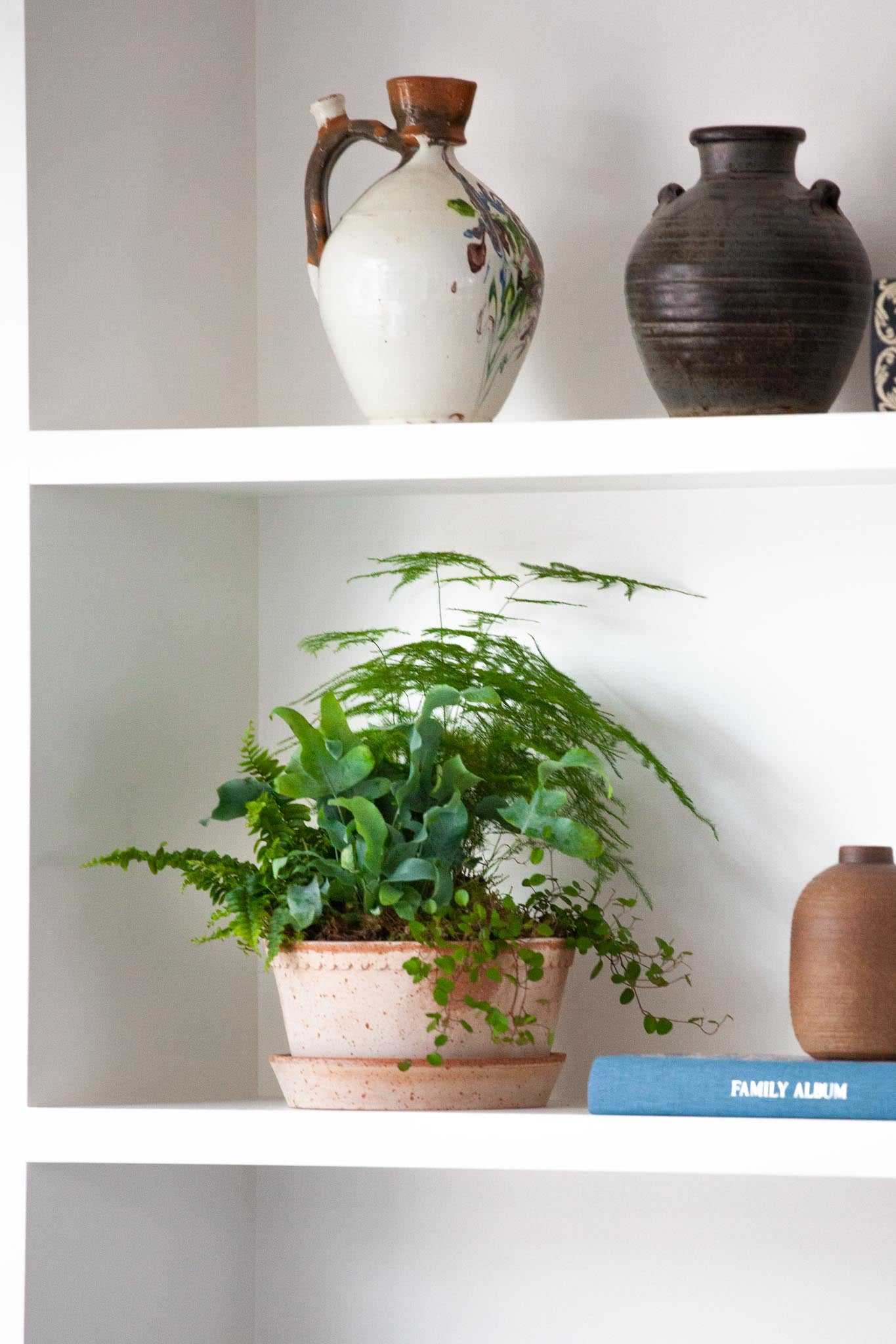 Fern Planter Kit - Soto Gardens