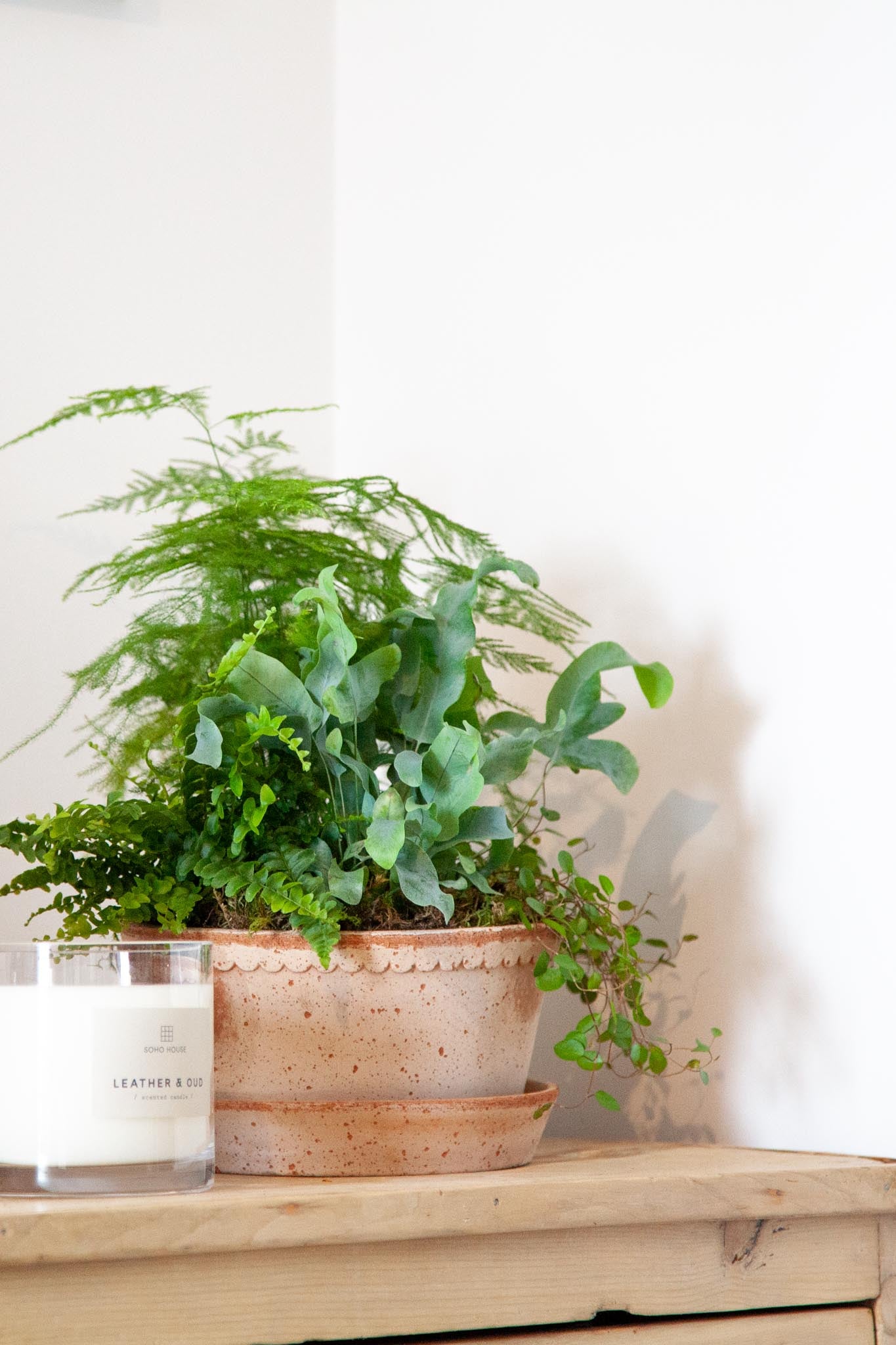 Fern Planter Kit - Soto Gardens