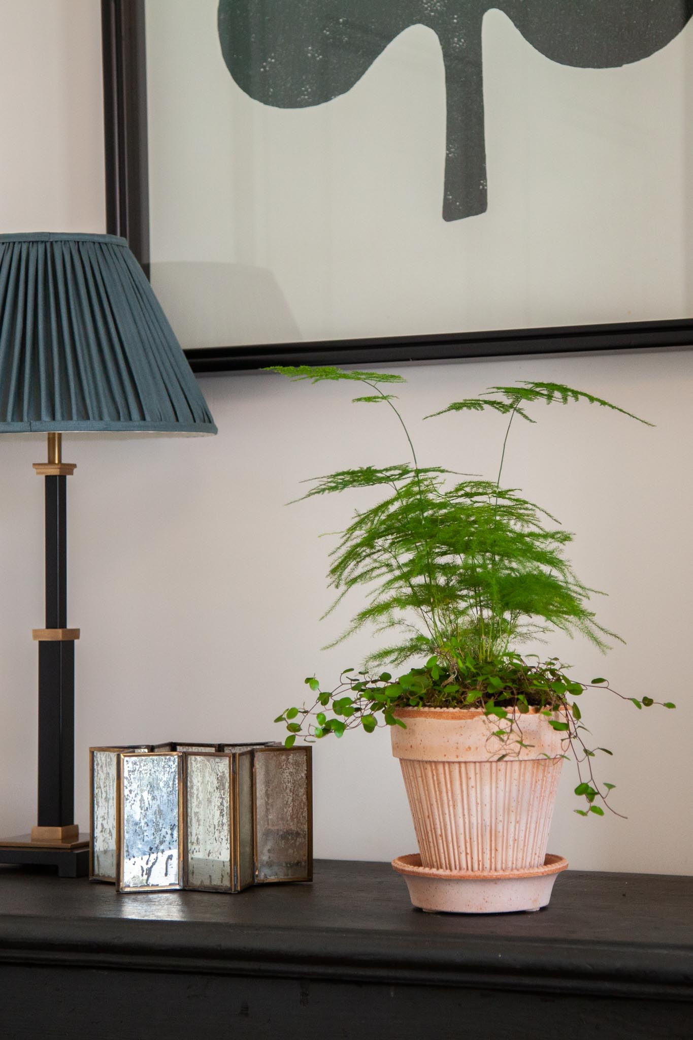 Asparagus Fern Pot Kit - Soto Gardens