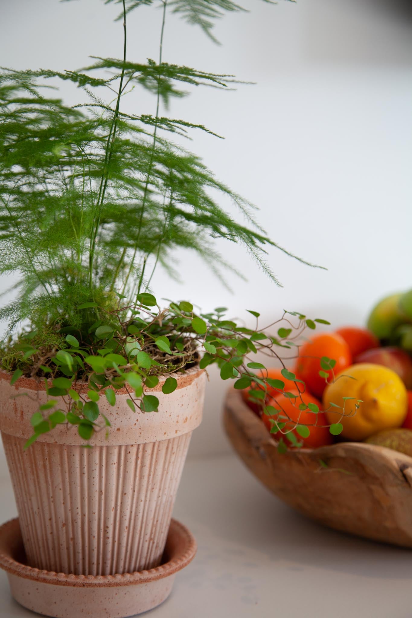 Asparagus Fern Pot Kit - Soto Gardens