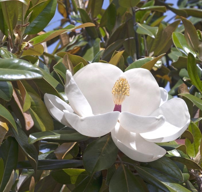 Magnolia Tree - Soto Gardens