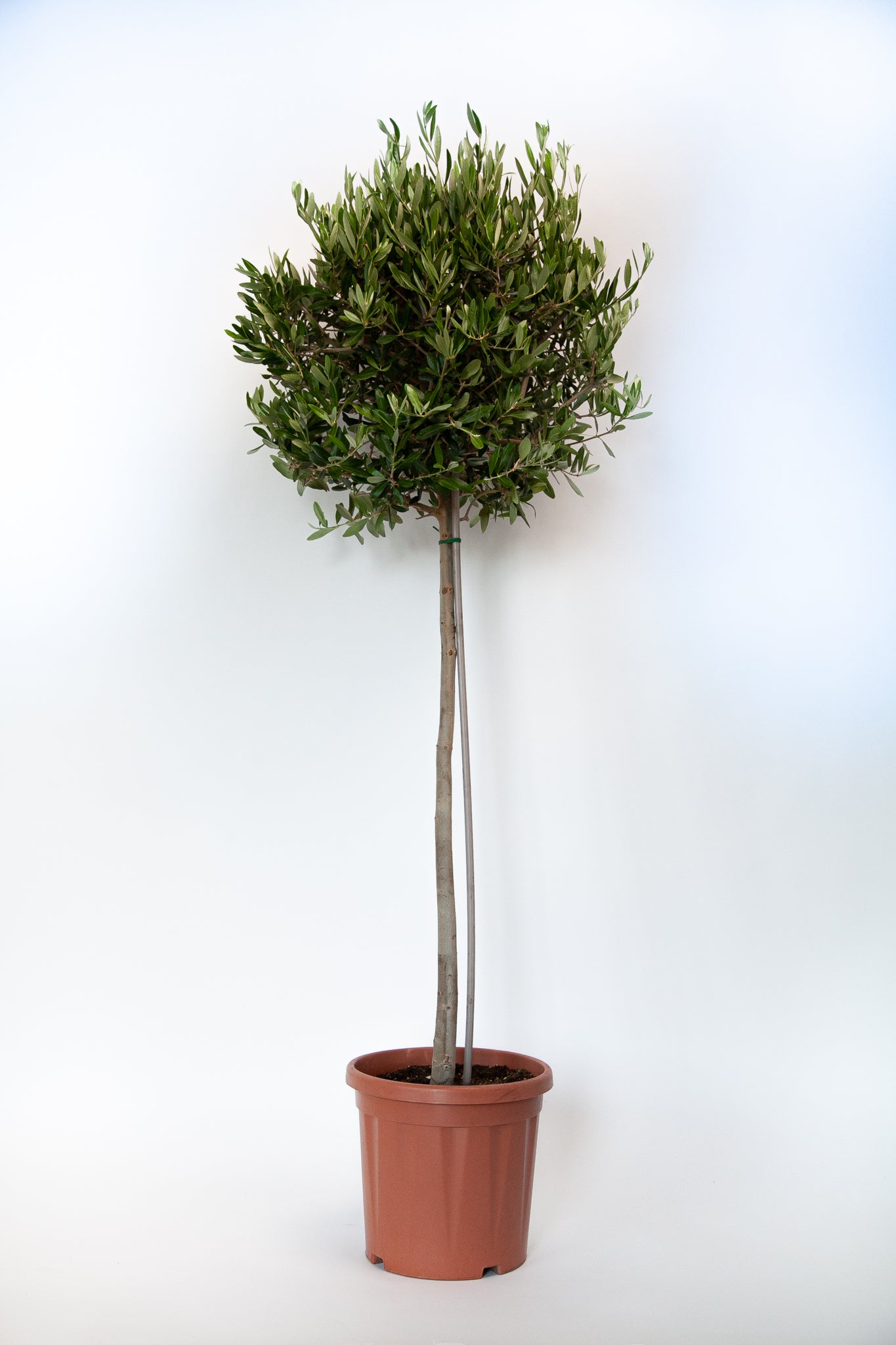 Olive Tree - Large - Soto Gardens