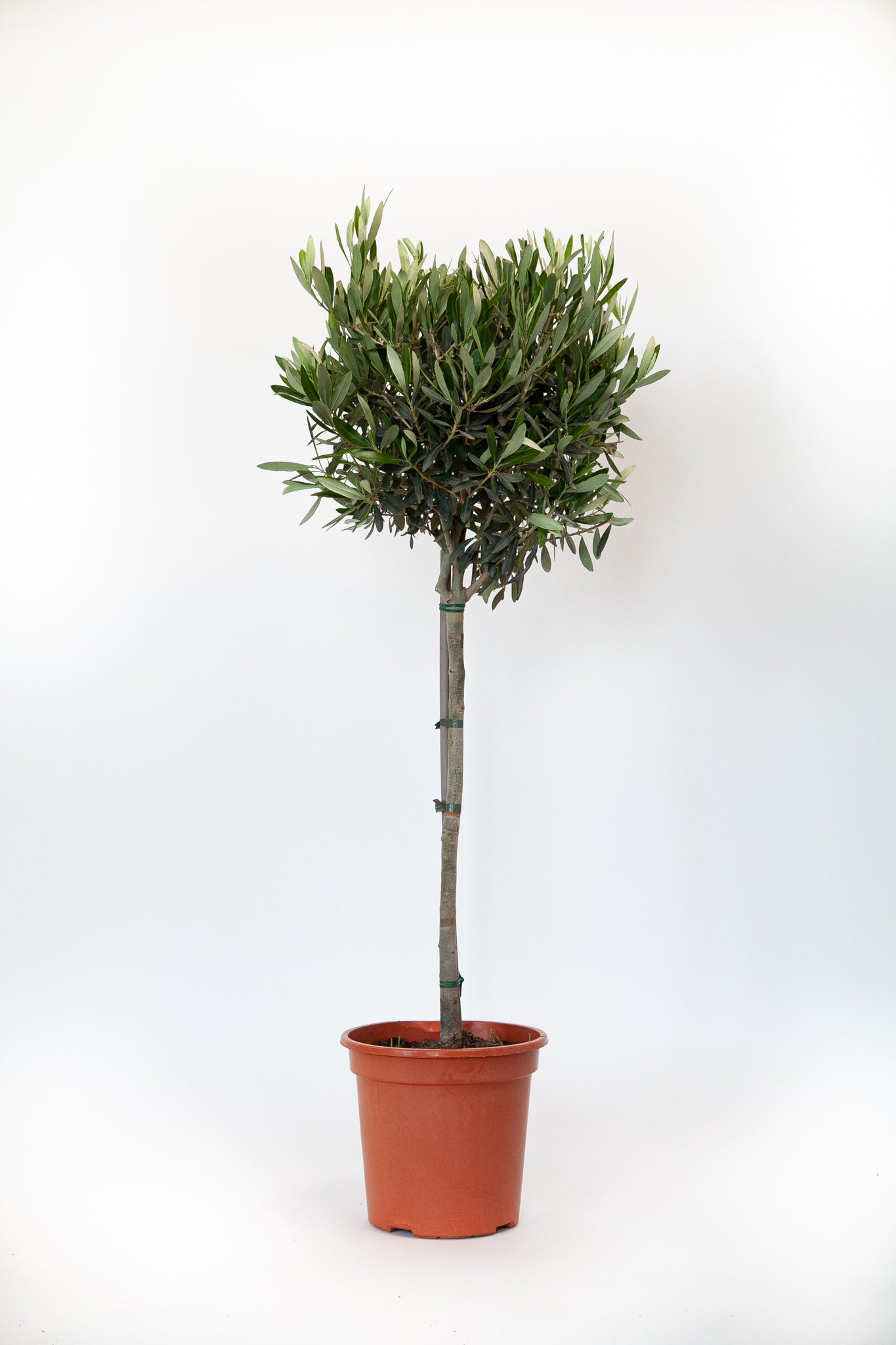 Olive Tree - Large - Soto Gardens