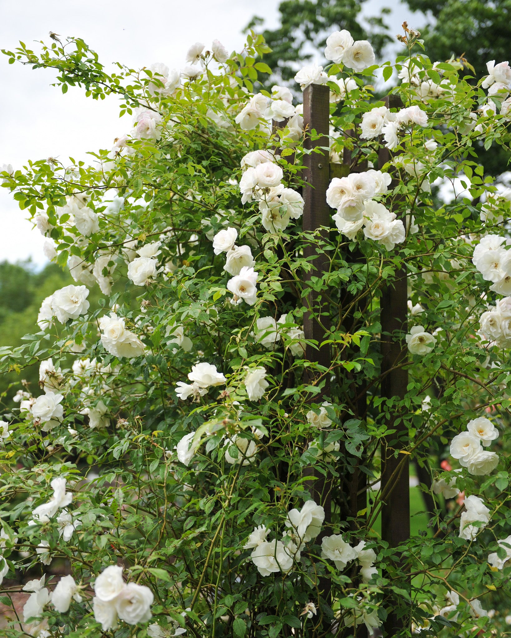 Iceberg Rose - Climber - Soto Gardens