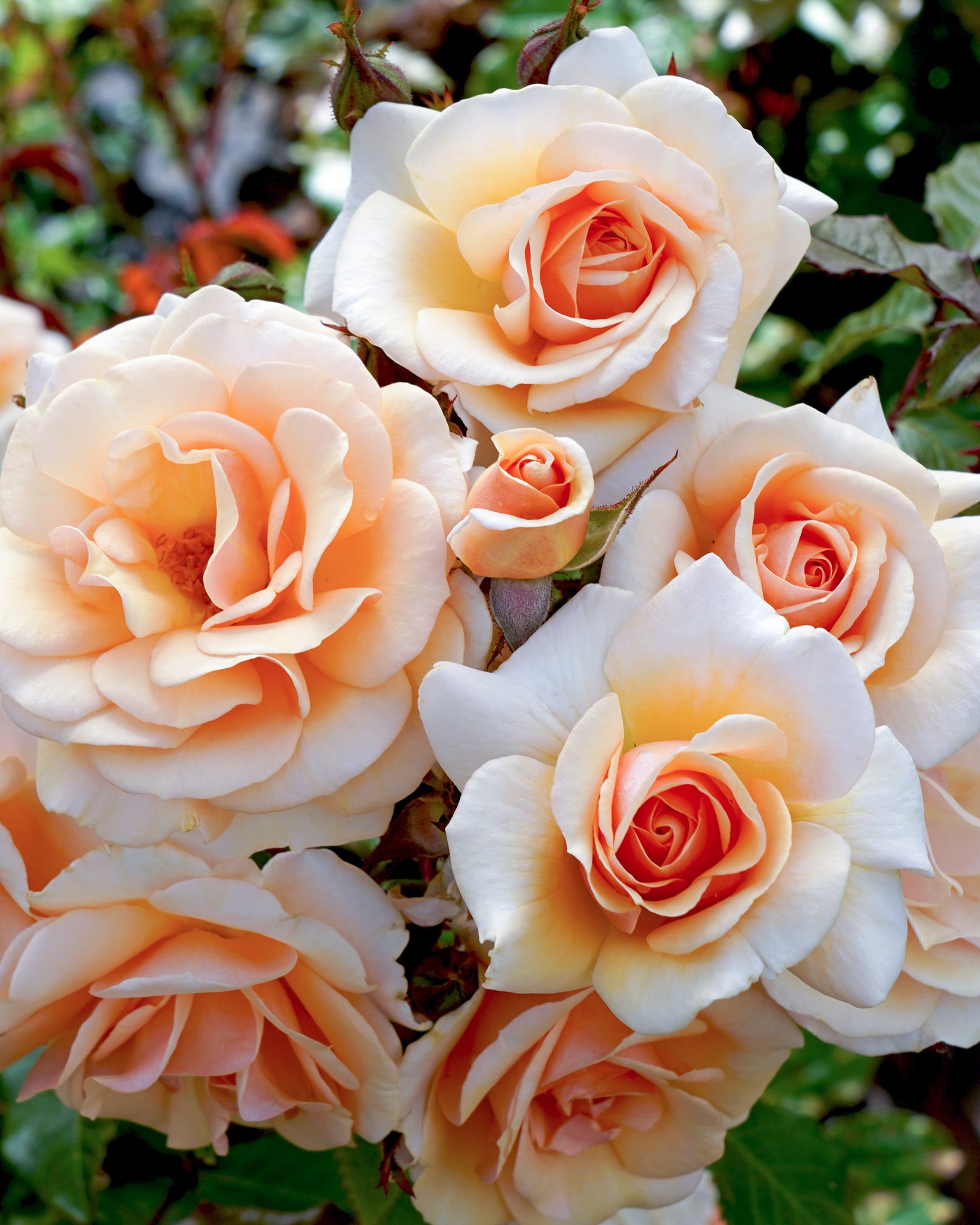 Sweet Honey Rose - Soto Gardens