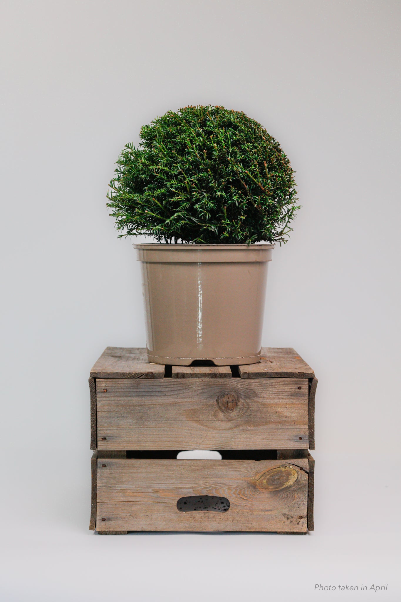 Taxus Dome - Medium - 30cm - Soto Gardens