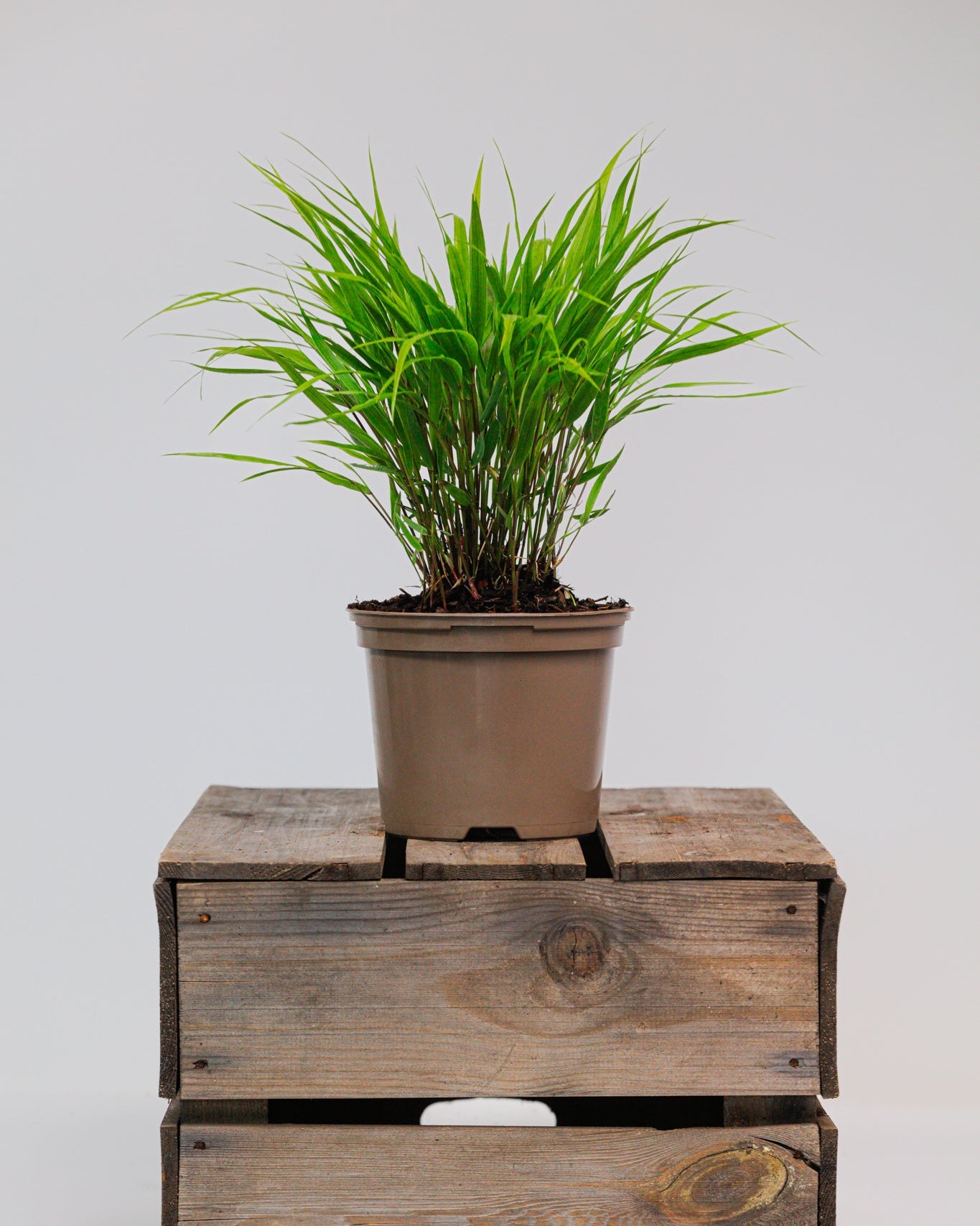 Layered Neutrals Plant Combination - Soto Gardens