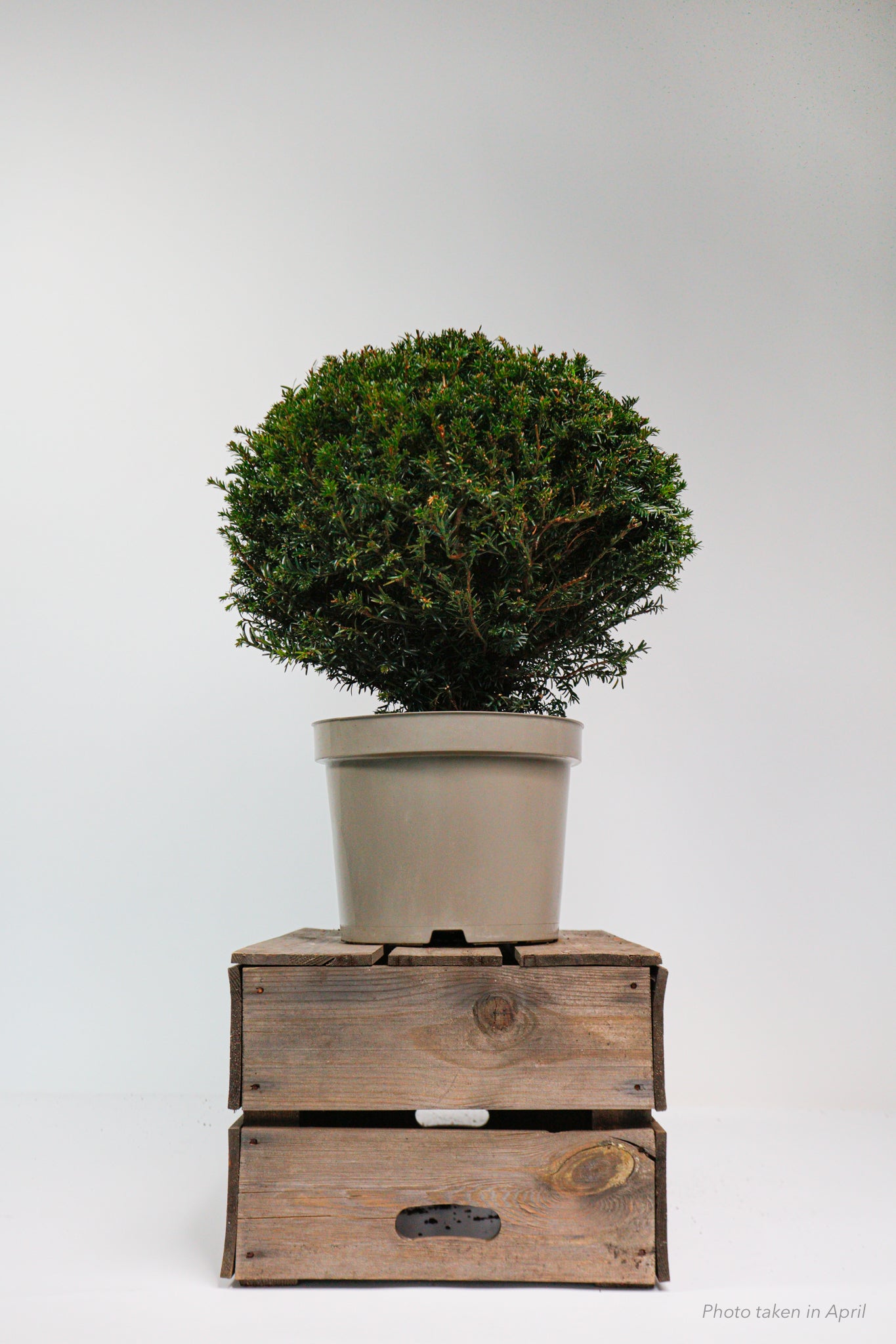 Taxus Dome - Large - 40cm - Soto Gardens