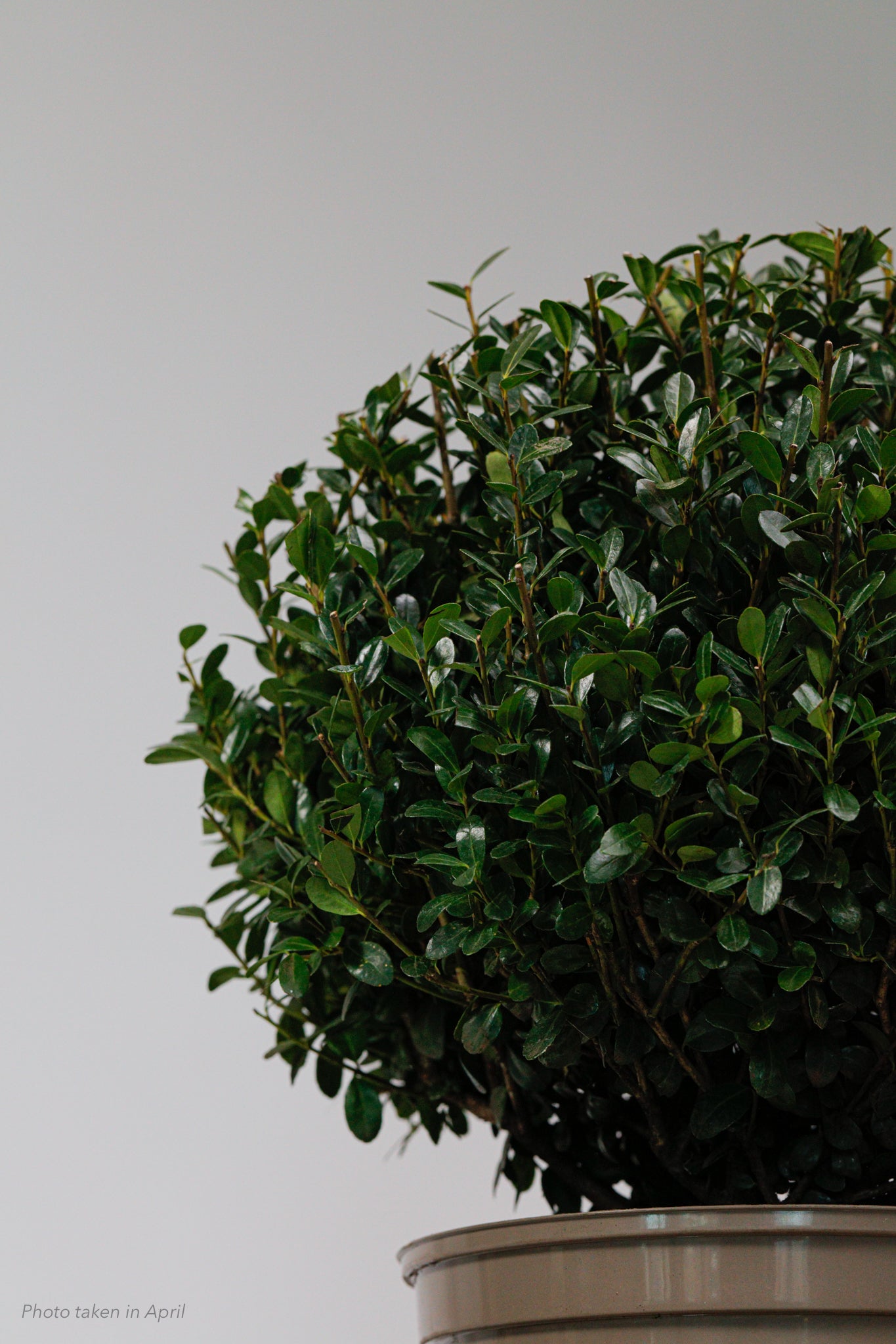 Ilex Dome - Large - 40cm - Soto Gardens