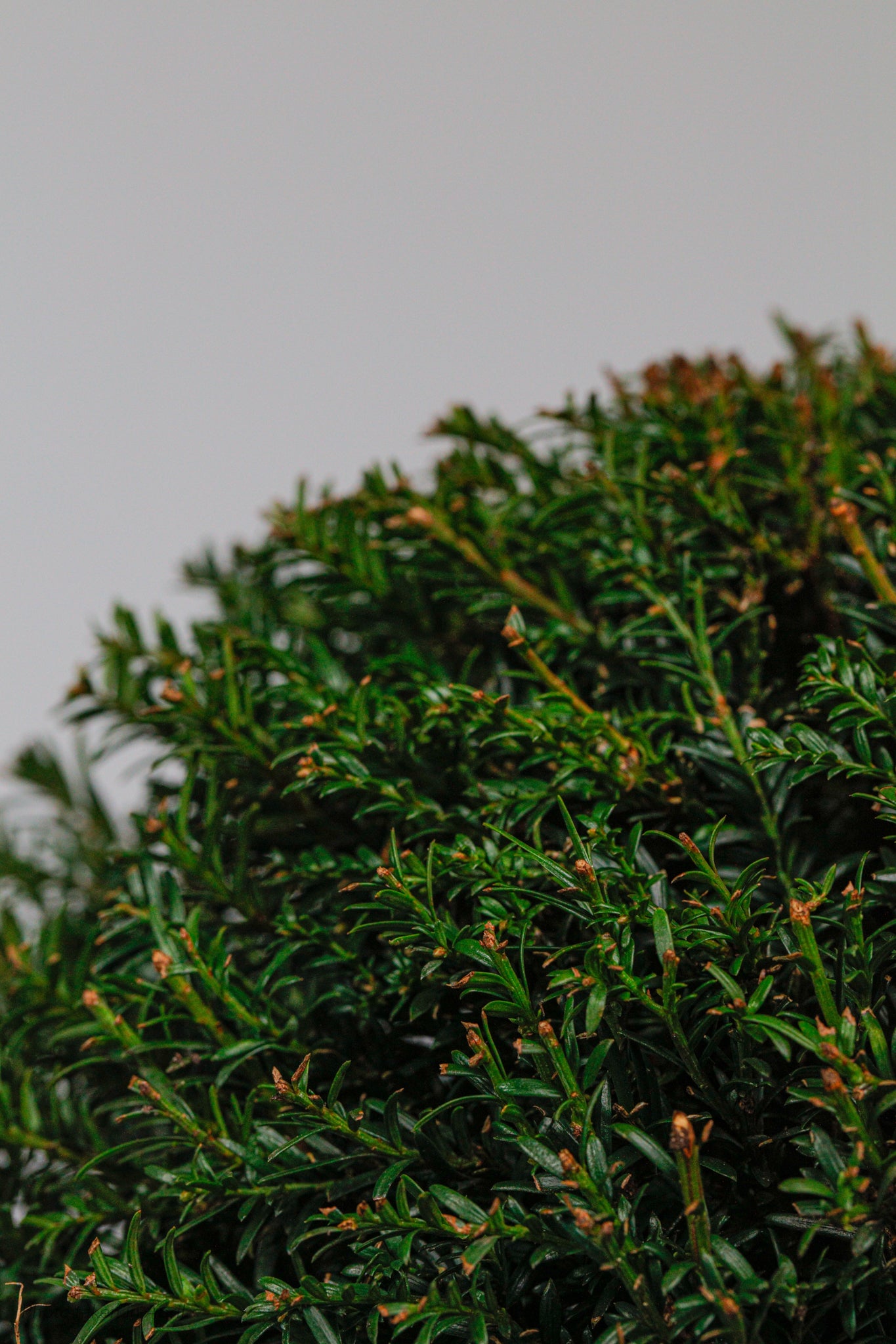Taxus Dome - Medium - 30cm - Soto Gardens