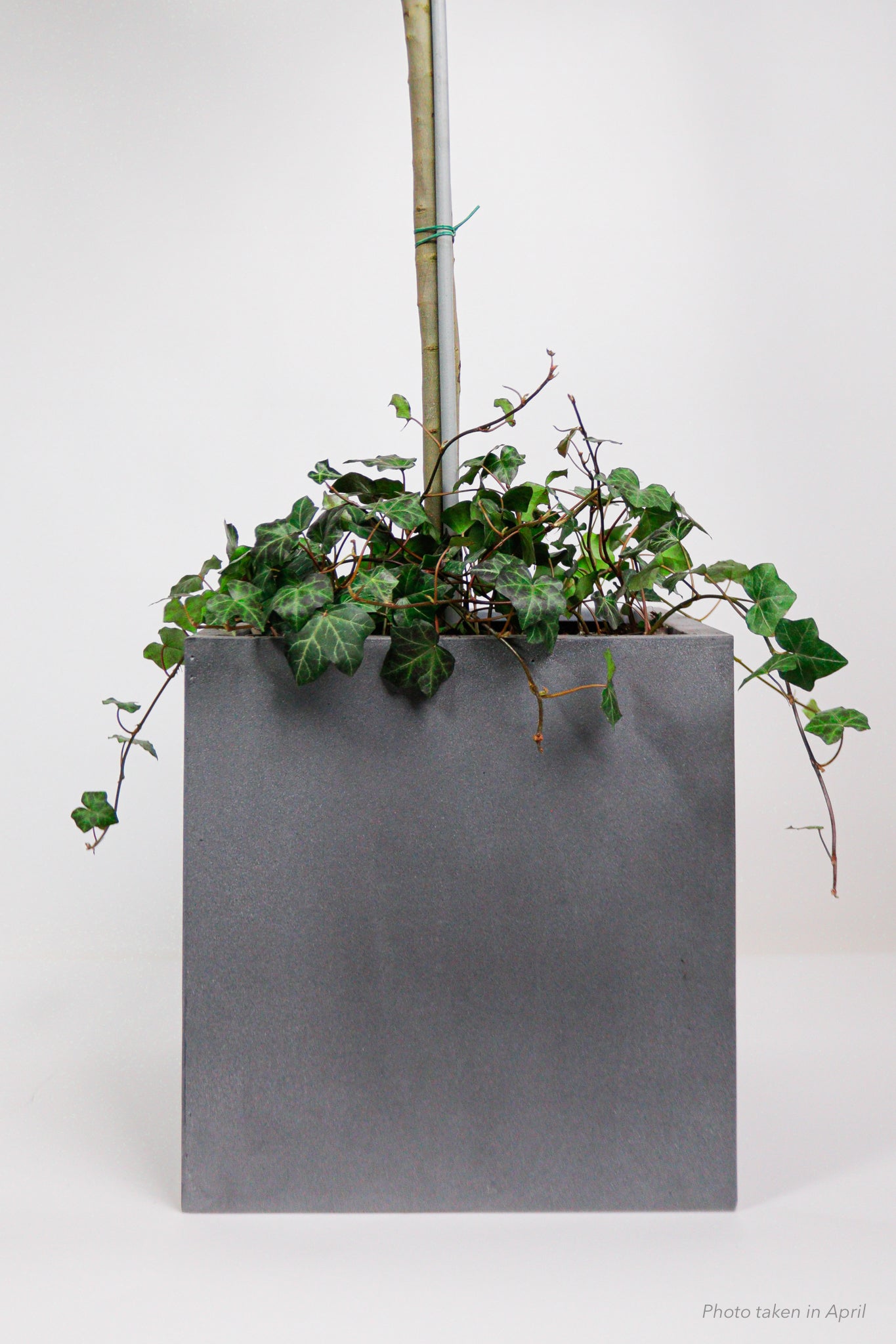 Olive Tree - Small - Soto Gardens