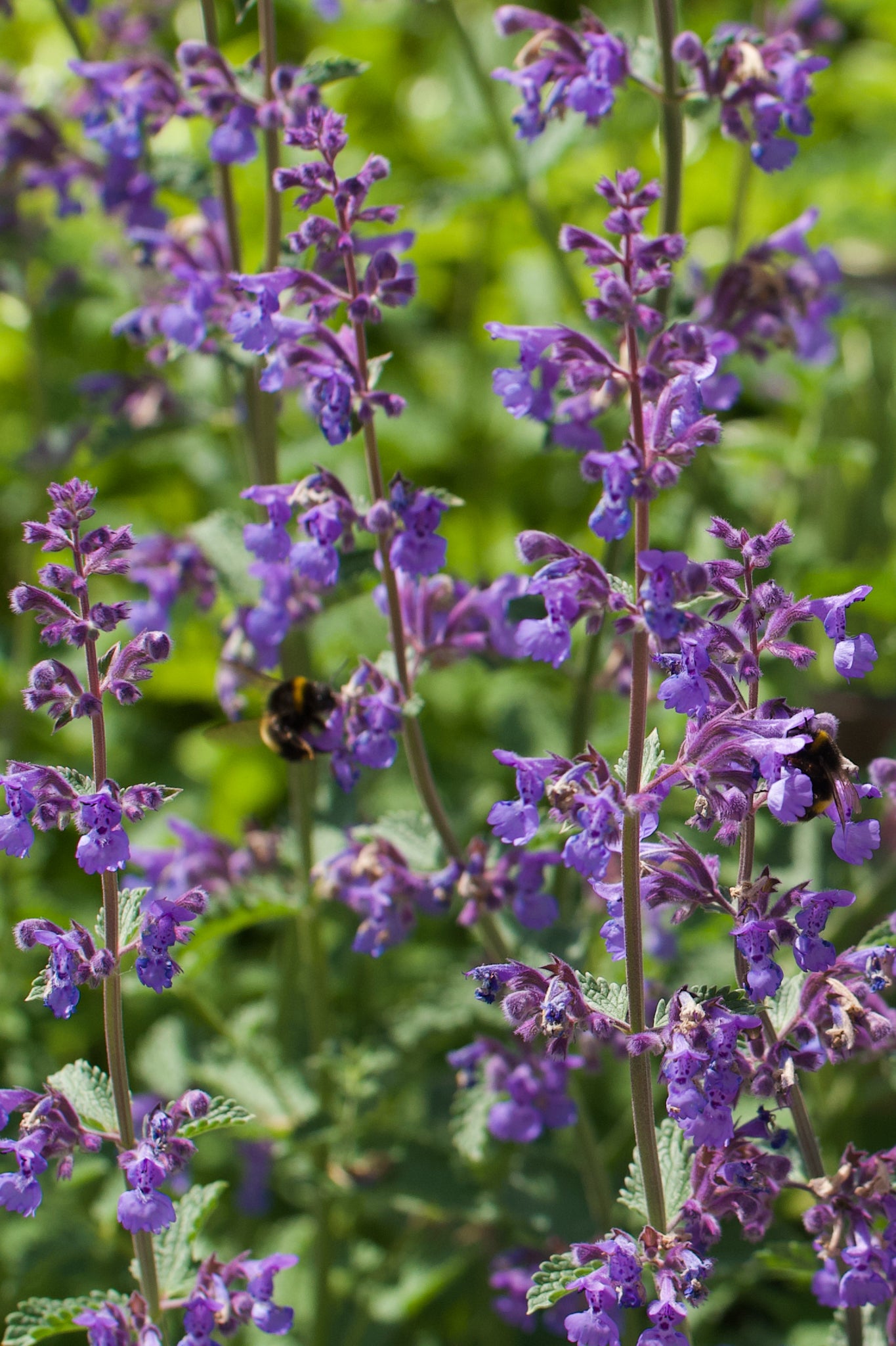 Catmint - Soto Gardens
