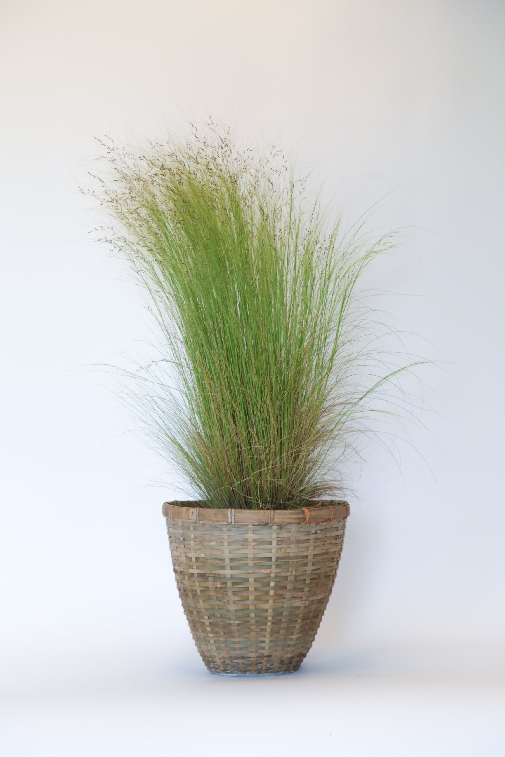Mexican Ornamental Grass