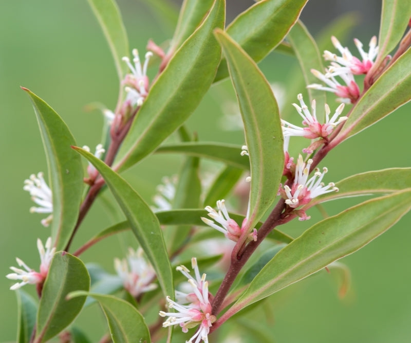 Sweet Box - Soto Gardens