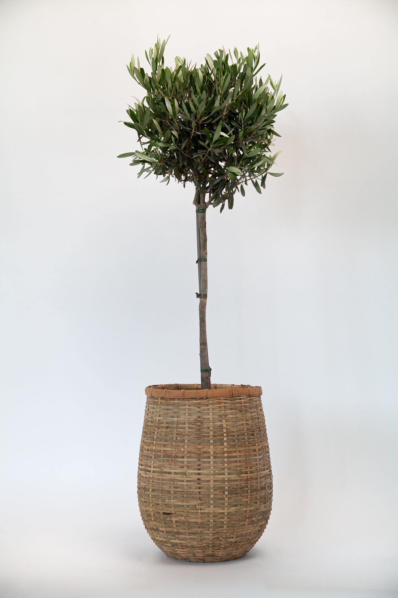 Olive Tree - Large - Soto Gardens